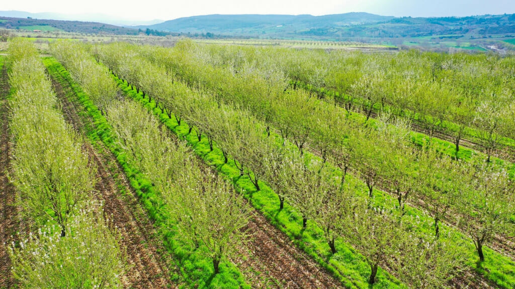 Managed Almond Farmlands - Agricultural Investment in Spain