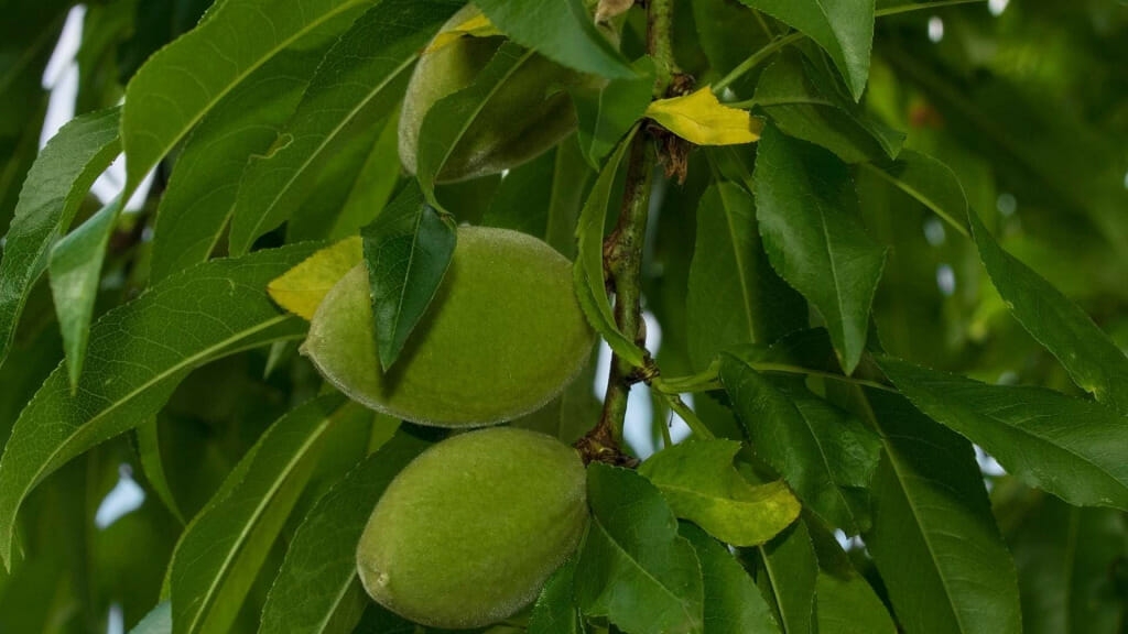 Harvesting Almond Trees - How and When to Harvest