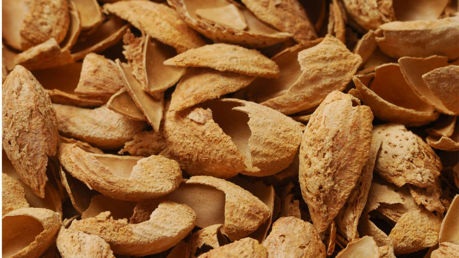 Harvesting Almond Trees - How and When to Harvest