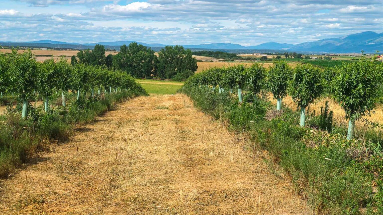 Agricultural Investment in Spain | Almond Farmlands | Agro Invest